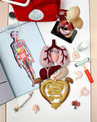 Felt Anatomy Set – Tara Treasures