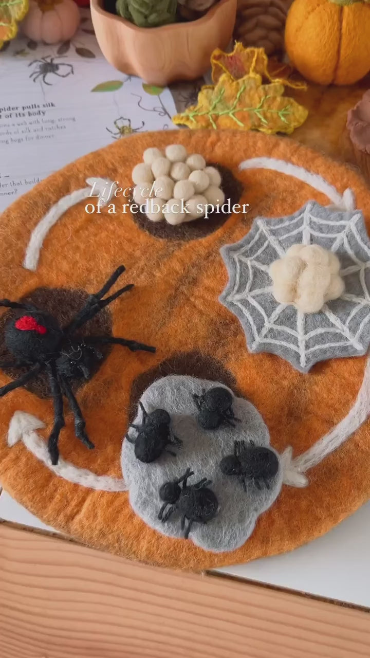 Felt Lifecycle of Redback Spider – Tara Treasures