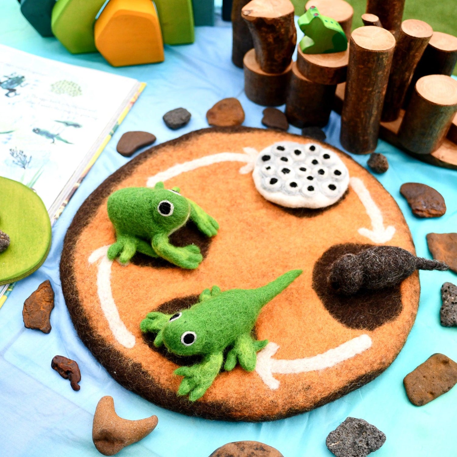 Felt Lifecycle of a Frog | Tara Treasures