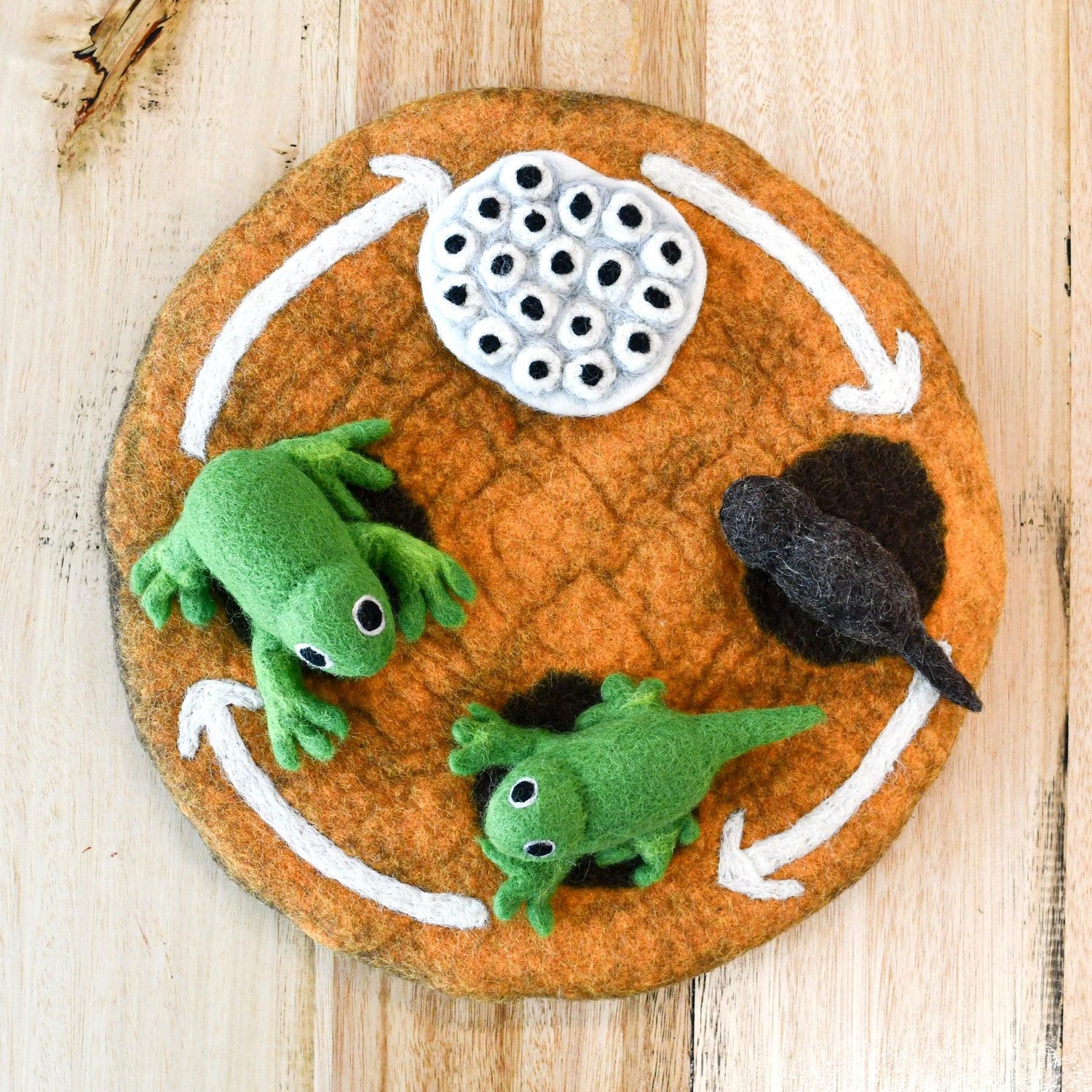Felt Lifecycle of a Frog | Tara Treasures